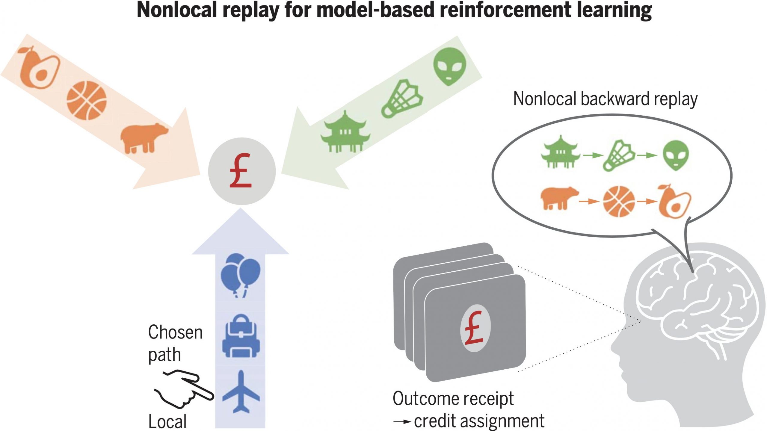 Replaying previous experiences in the brain helps us link past rewards ...